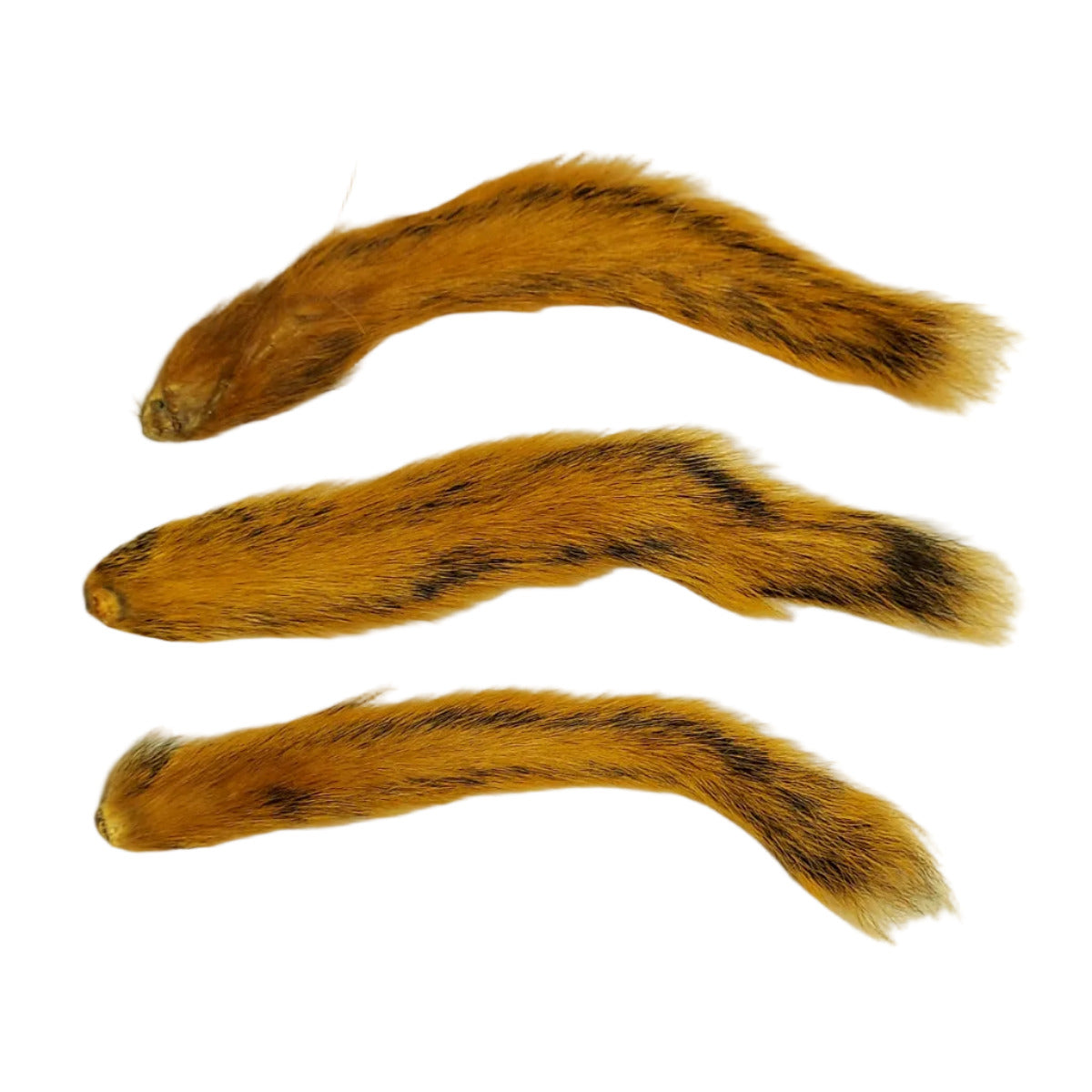 Red Fox Squirrel Tail - Rangeley Region Sports Shop